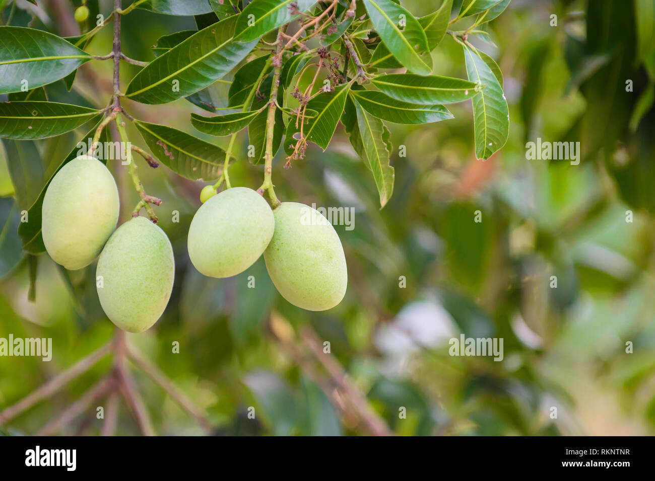 Closeup of green marian plum (maprang)hanging,marian field,marian farm ...