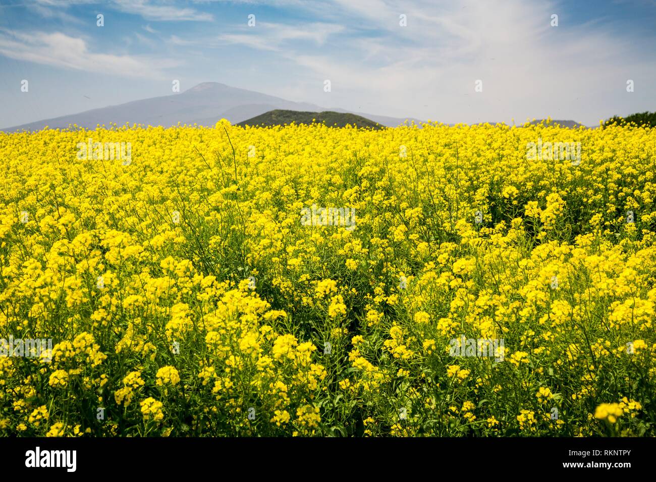 Yellow Canola Field High Resolution Stock Photography and Images - Alamy