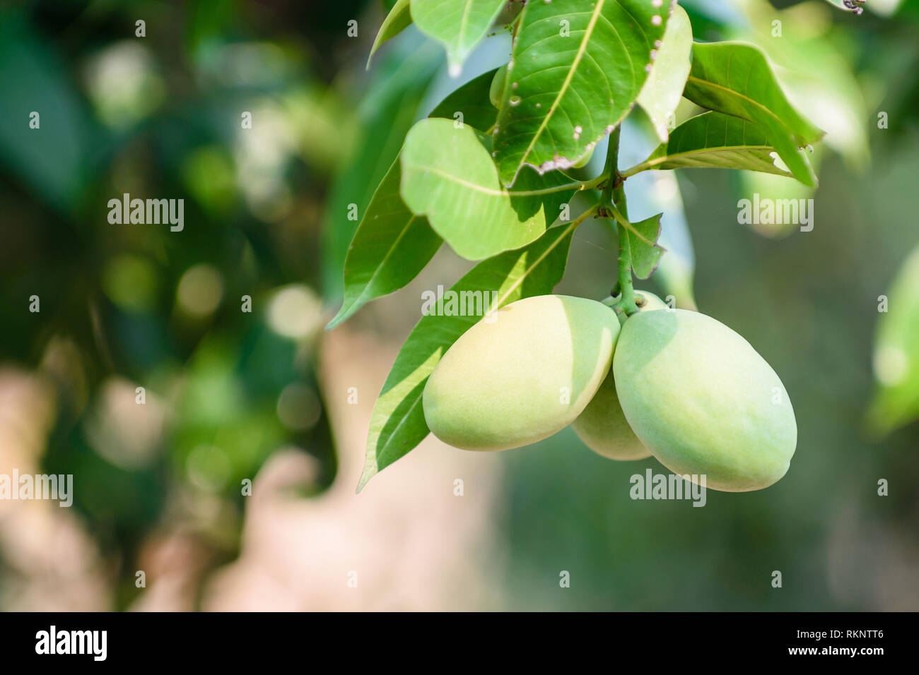 Closeup of green marian plum (maprang)hanging,marian field,marian farm ...
