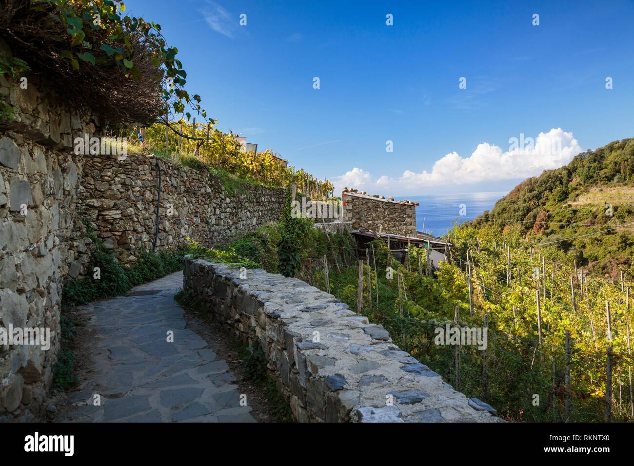 Cinque terre trail hi-res stock photography and images - Alamy