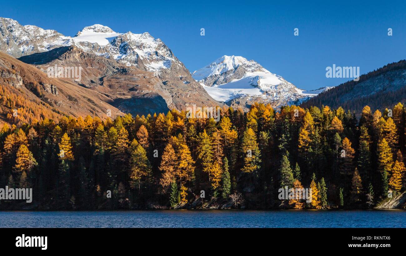 Autumn trees in swiss alps hi-res stock photography and images - Alamy