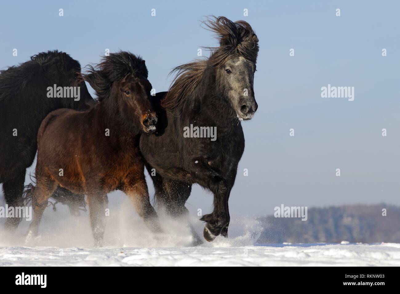 Multiple horse hi-res stock photography and images - Alamy