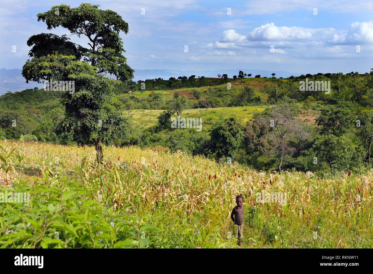 African green landscape hi-res stock photography and images - Alamy