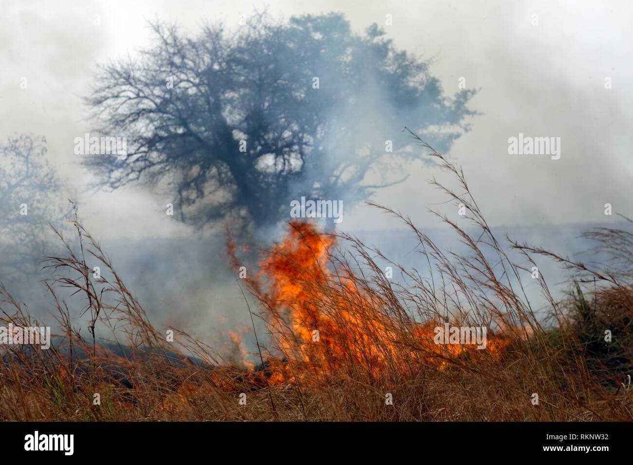 Burnt grass africa hi-res stock photography and images - Alamy