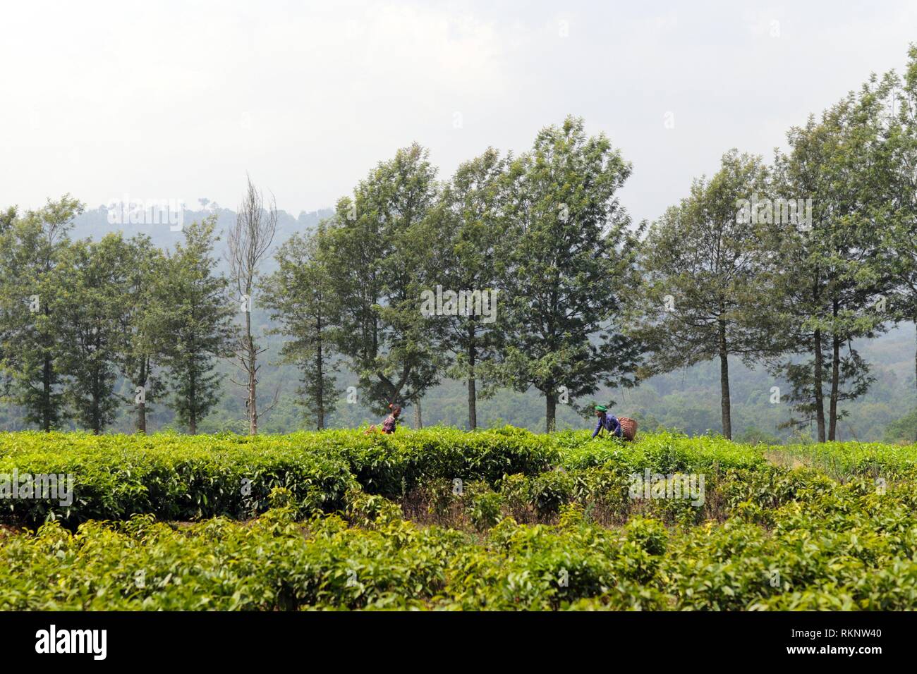 Agriculture Ethiopia Woman High Resolution Stock Photography and Images ...