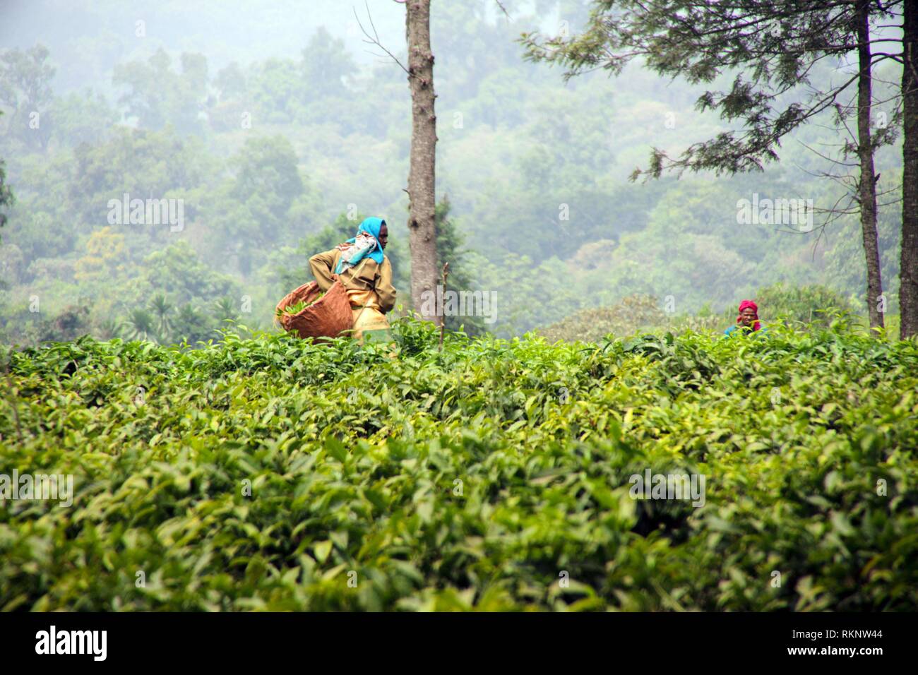 Women with tea leaves hi-res stock photography and images - Alamy