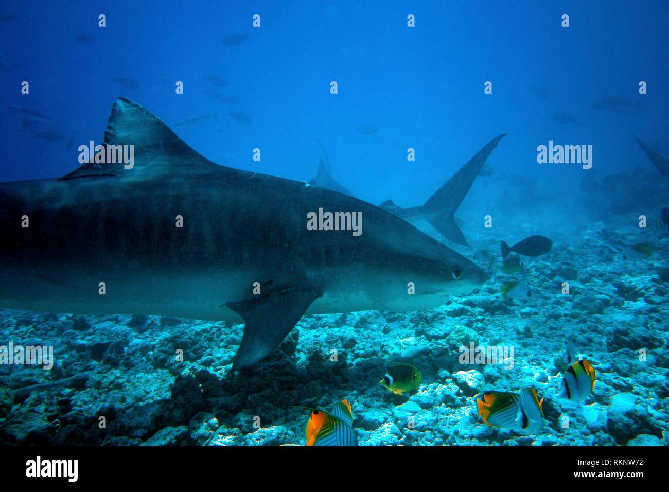 Shark skin close up hi-res stock photography and images - Alamy