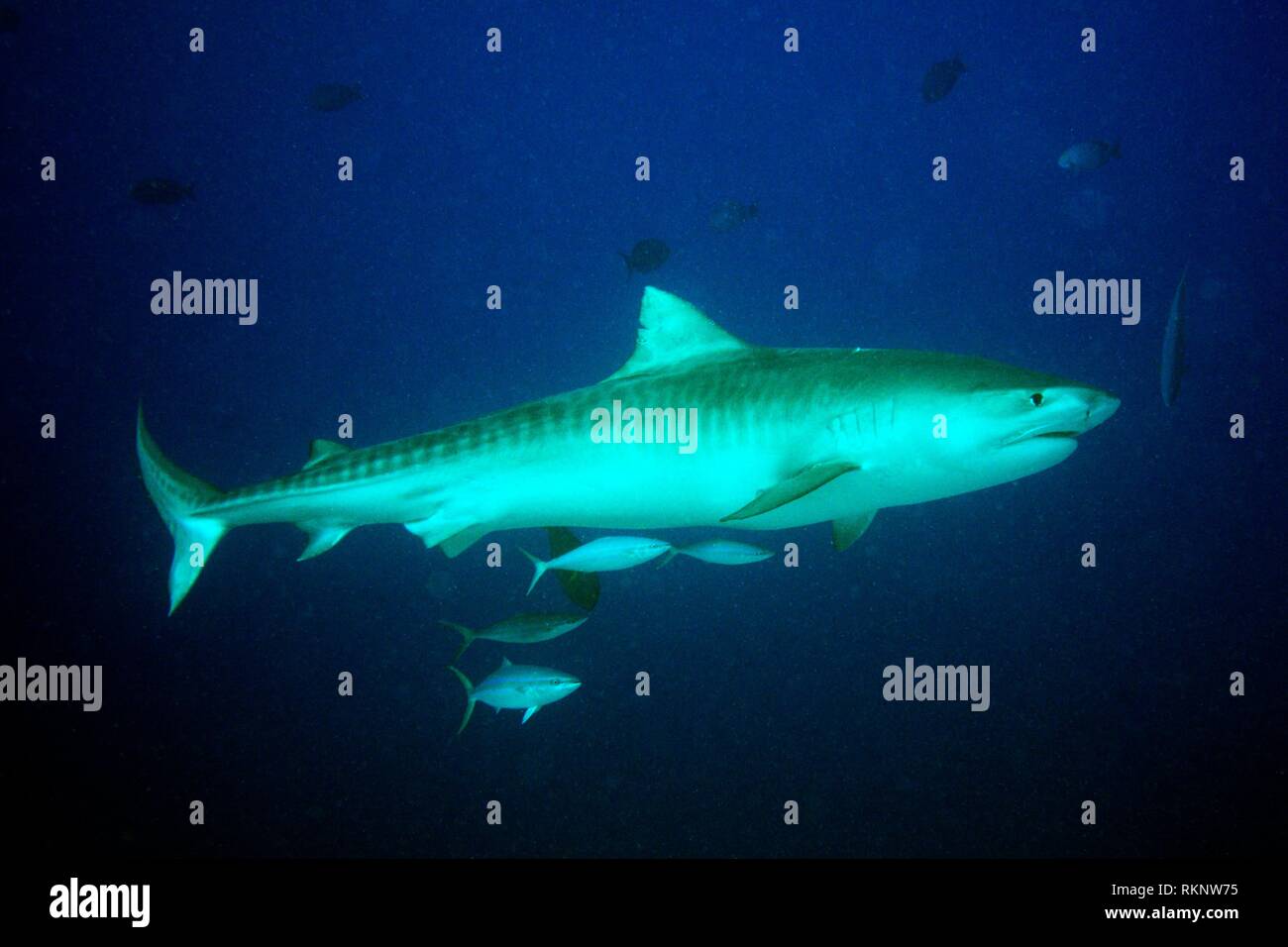 Indian ocean wildlife hi-res stock photography and images - Alamy