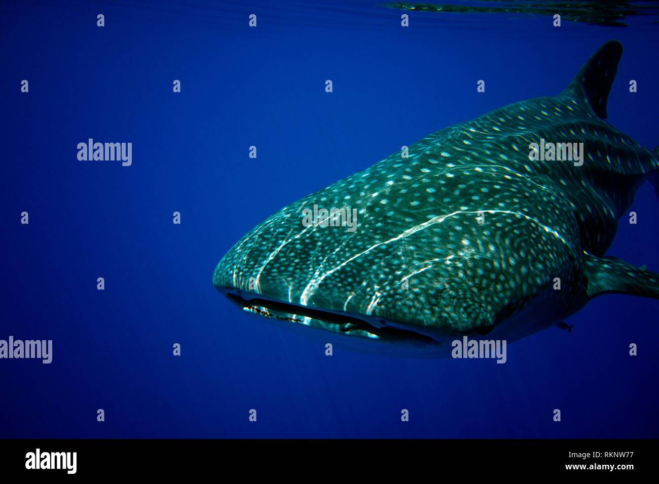 Whale shark front hi-res stock photography and images - Alamy
