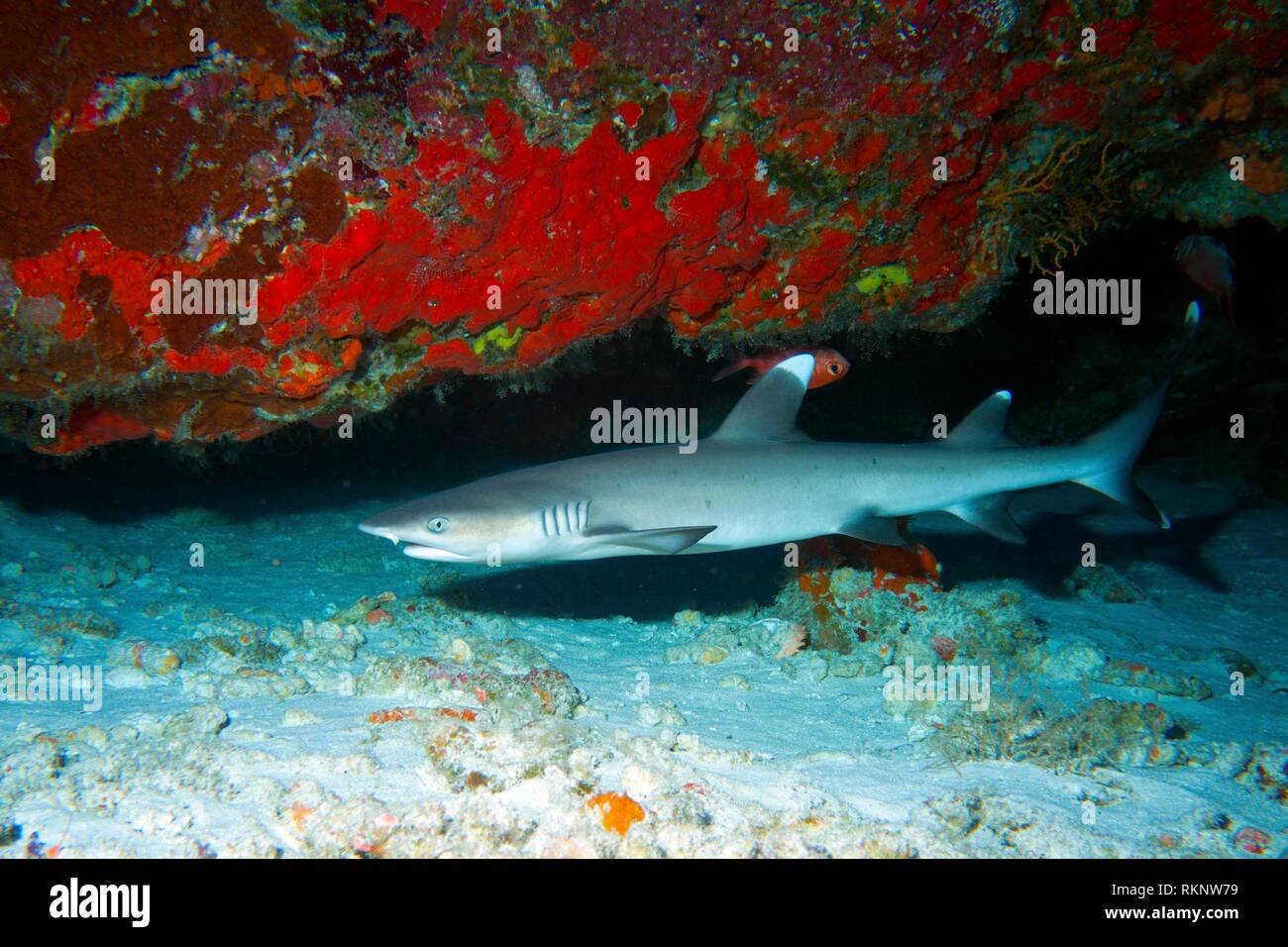 Red Tip Reef Shark