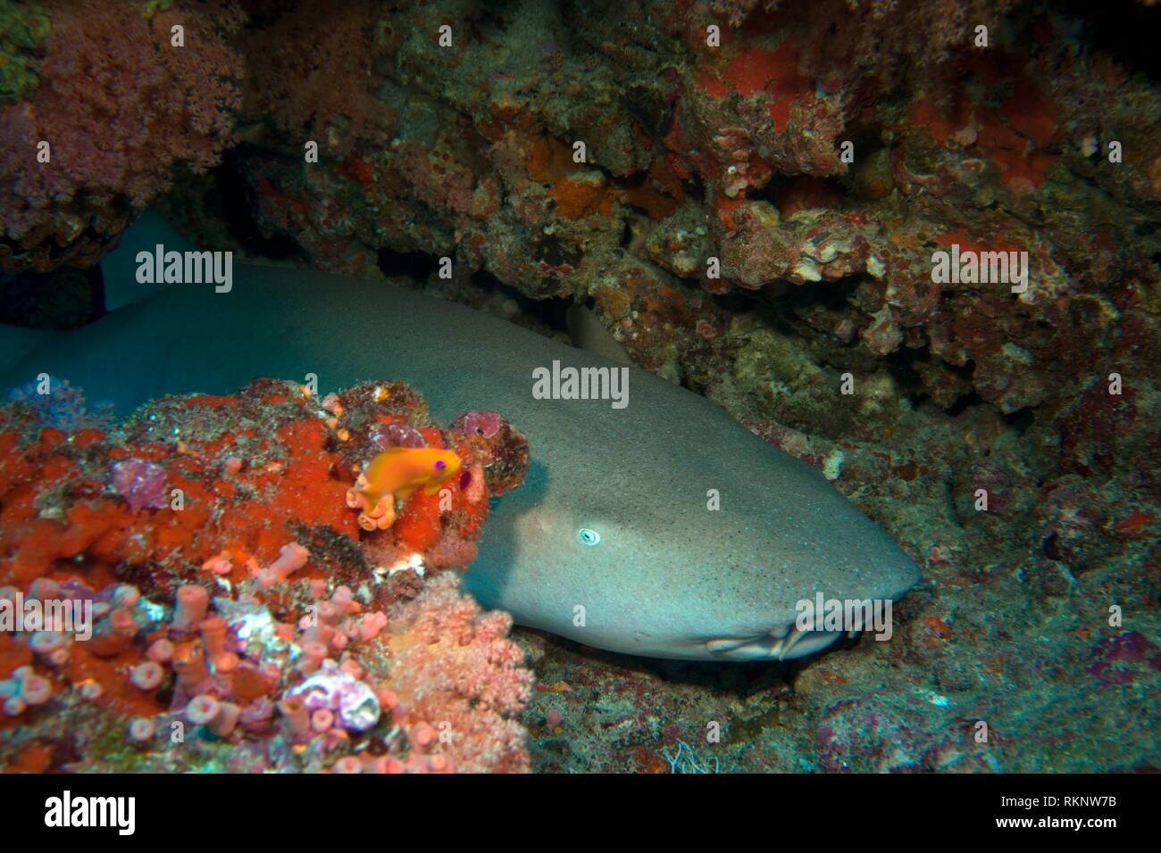 Life at the bottom of the ocean hi-res stock photography and images - Alamy