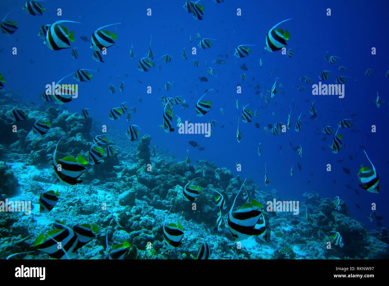 Schooling Banner fish (Heniochus diphreutes), Indian Ocean, Maledives ...
