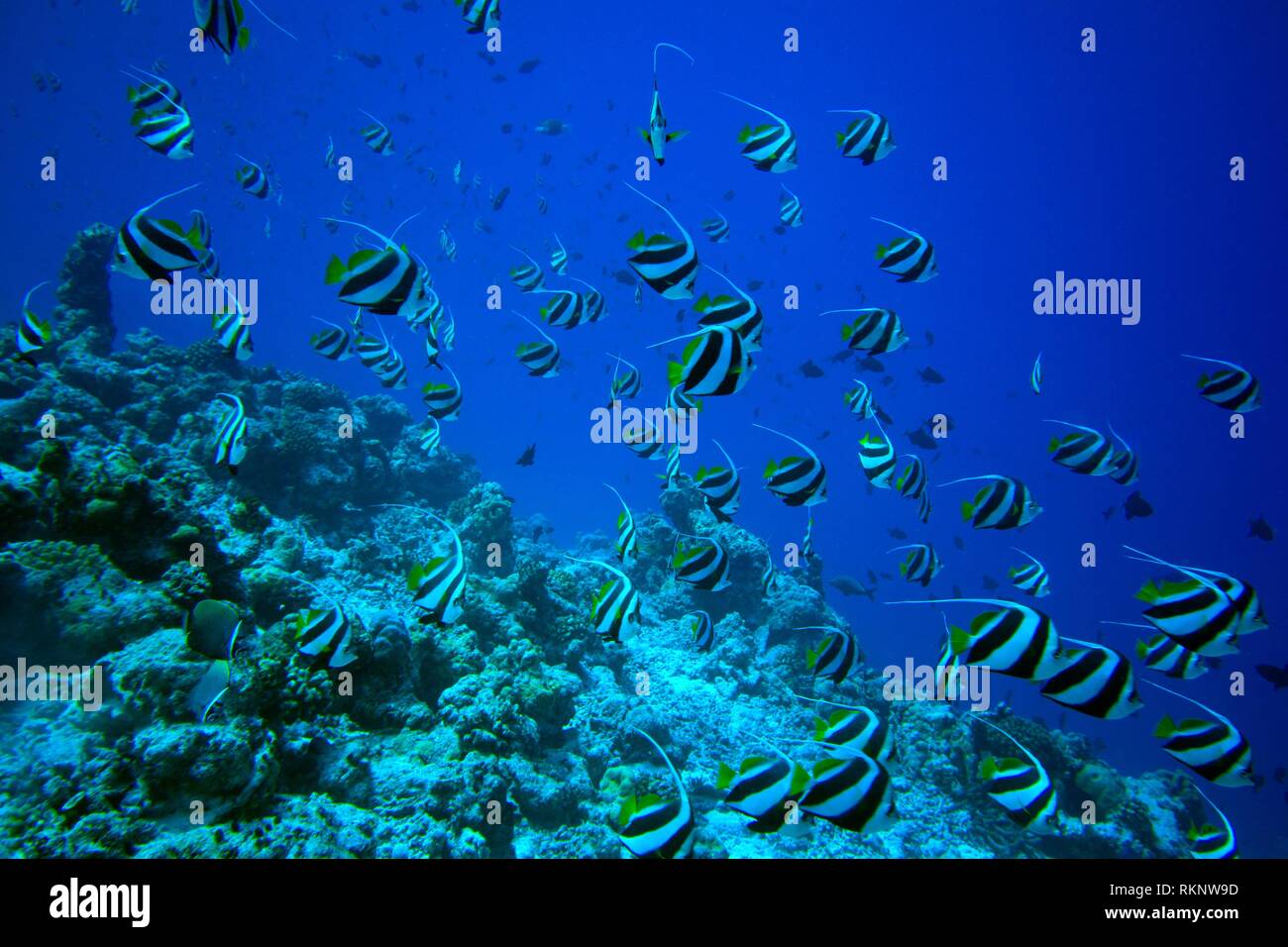 Yellow banner fish hi-res stock photography and images - Alamy