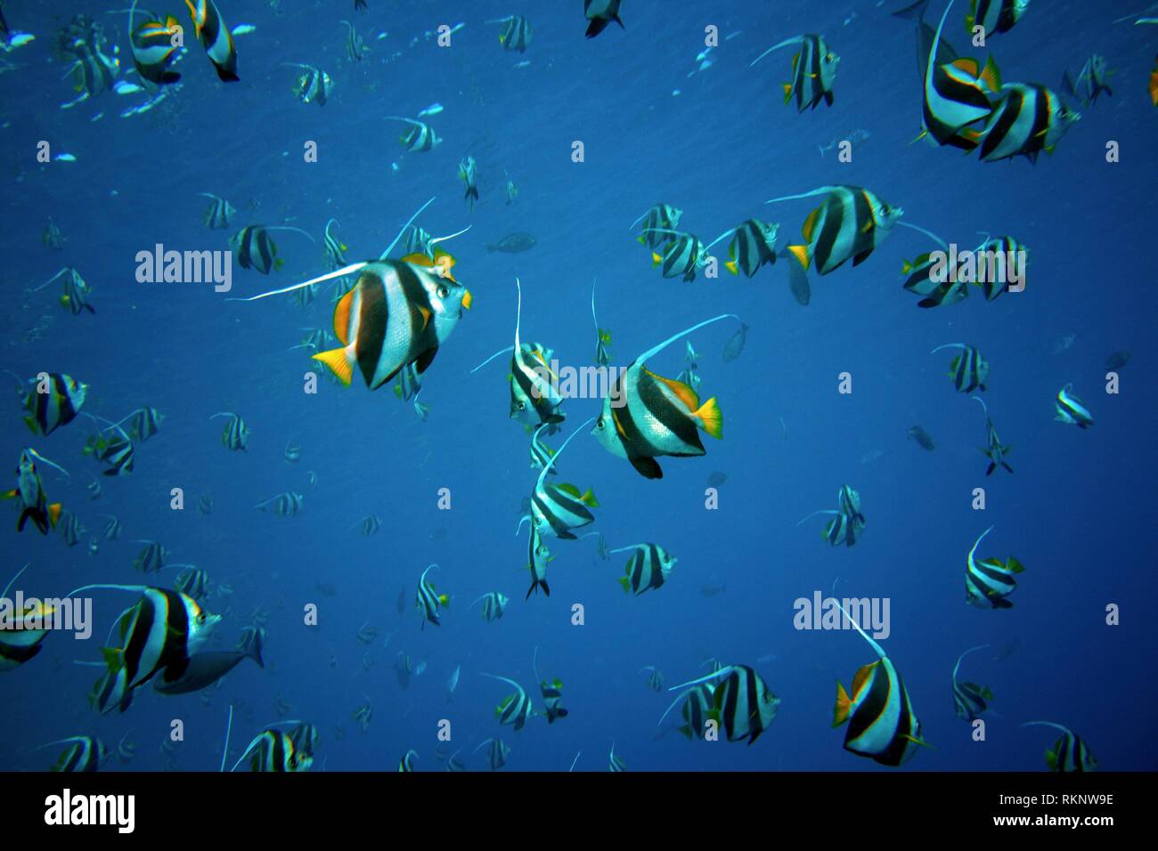 Banner fish hi-res stock photography and images - Alamy
