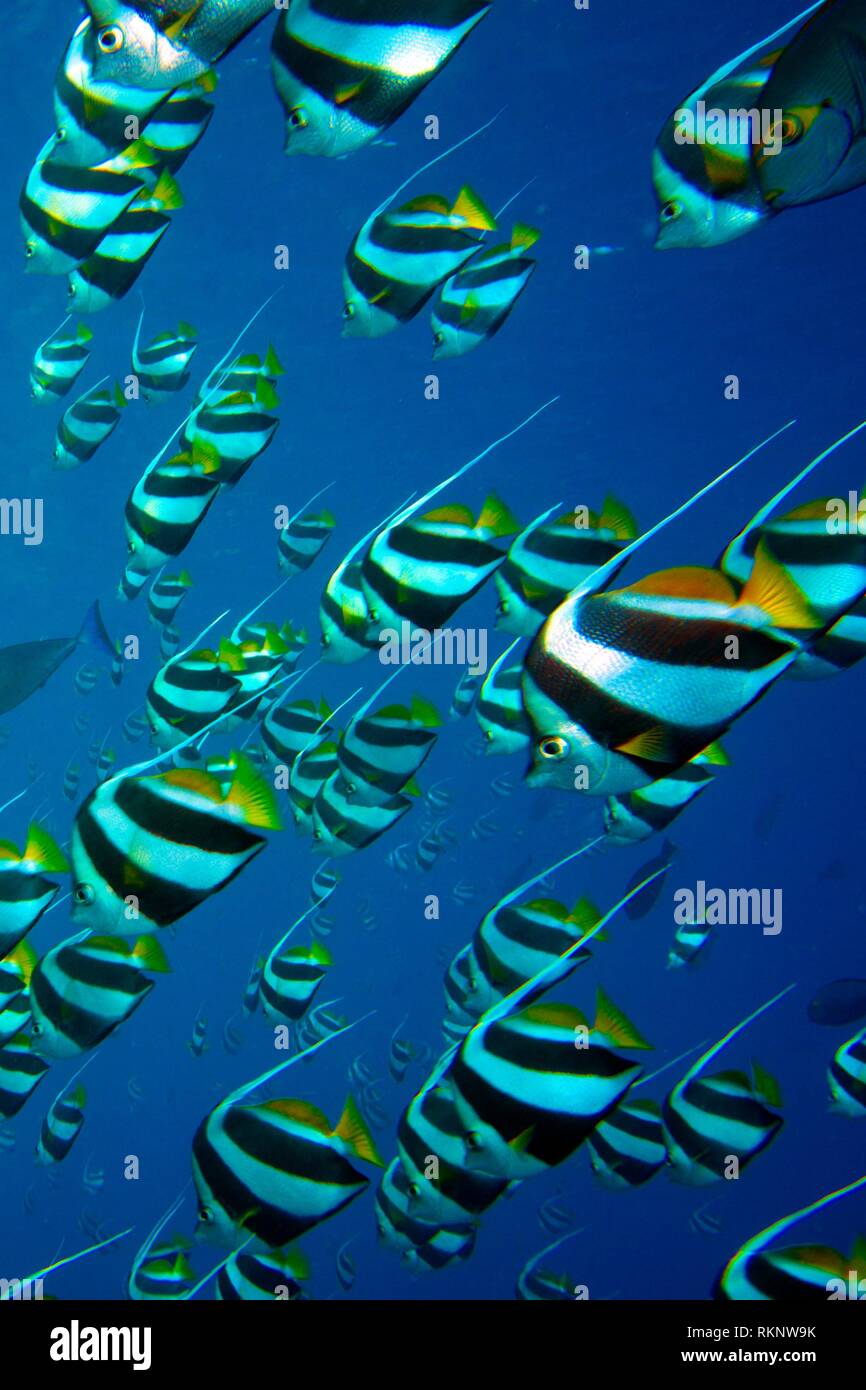 Banner fish hi-res stock photography and images - Alamy