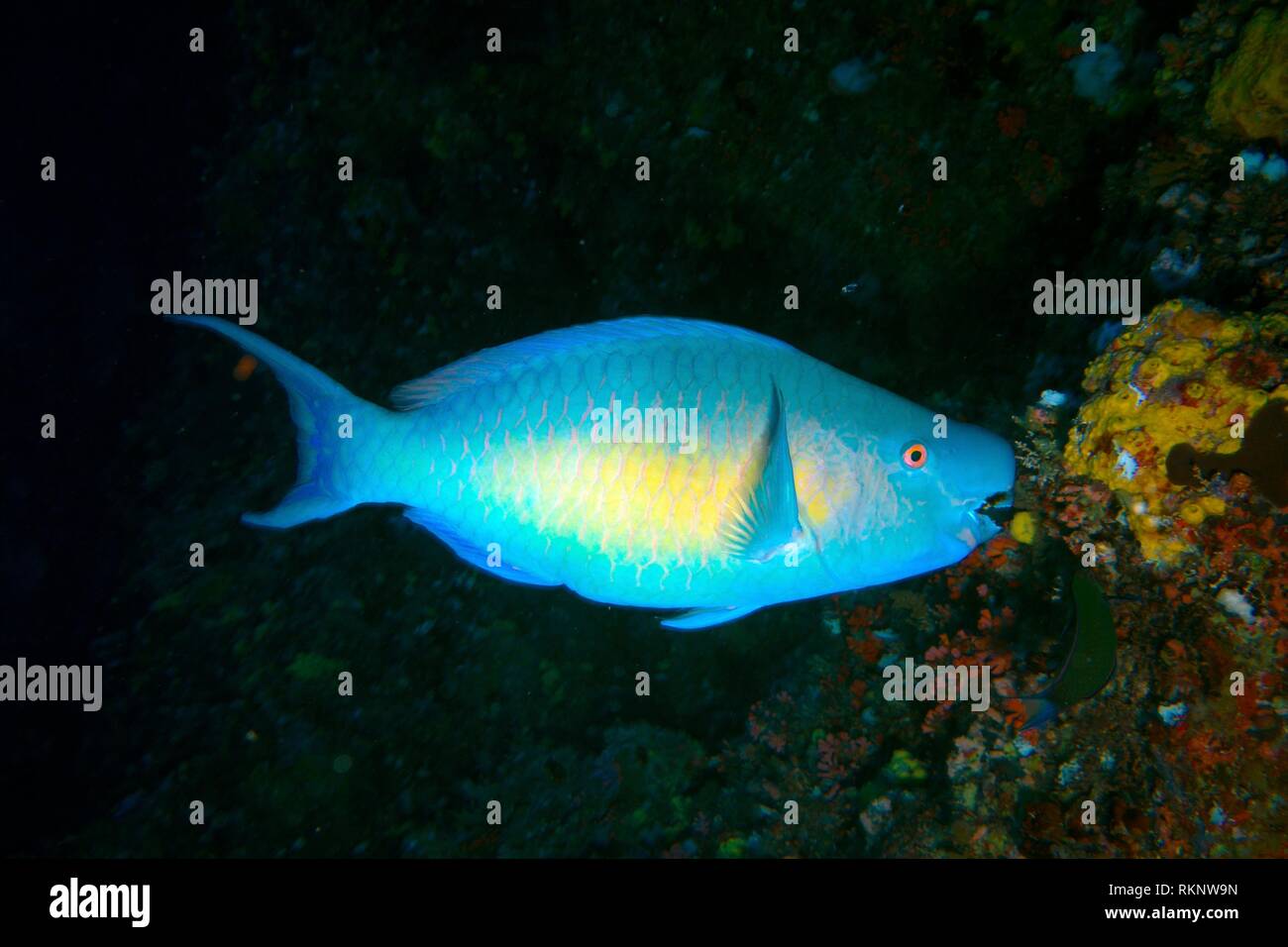 Parrotfish eating coral hi-res stock photography and images - Alamy