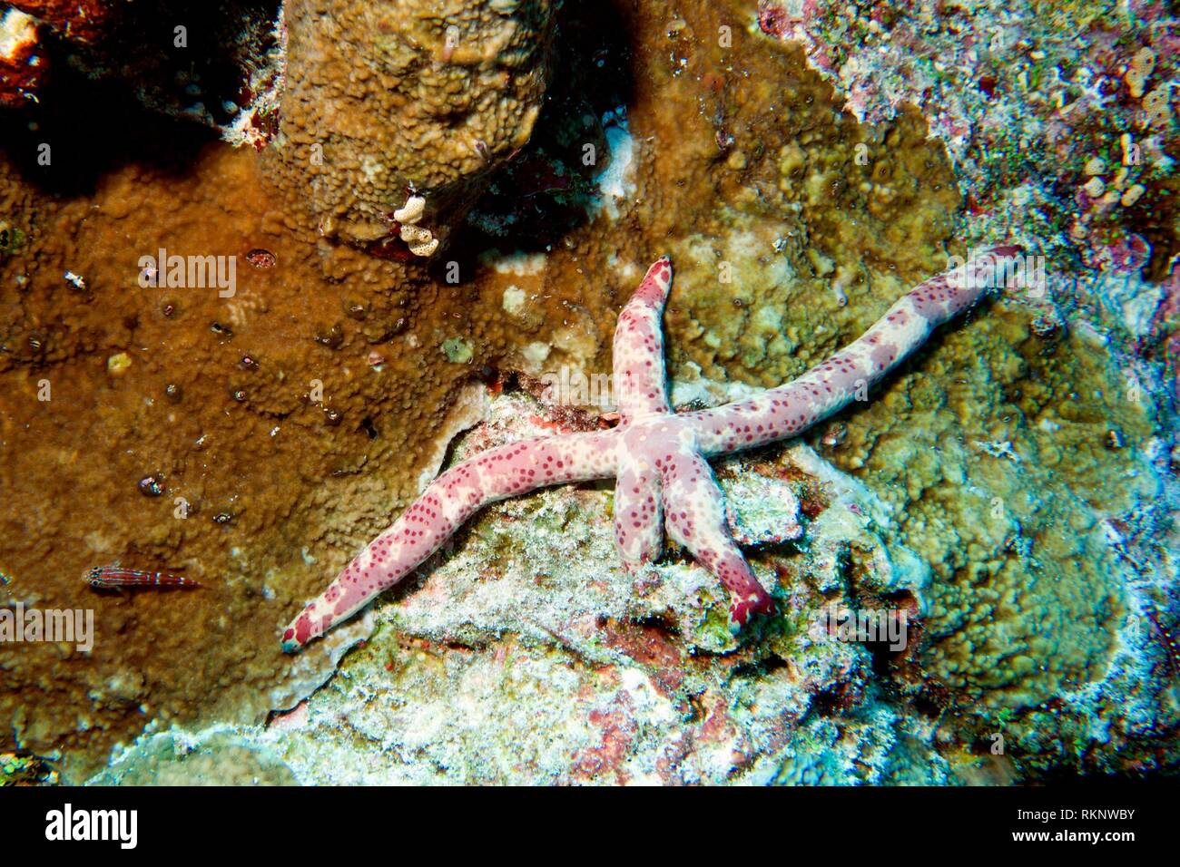 Indian ocean starfish hi-res stock photography and images - Alamy