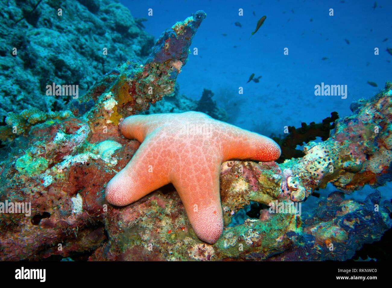 Sea cushion maldives hi-res stock photography and images - Alamy