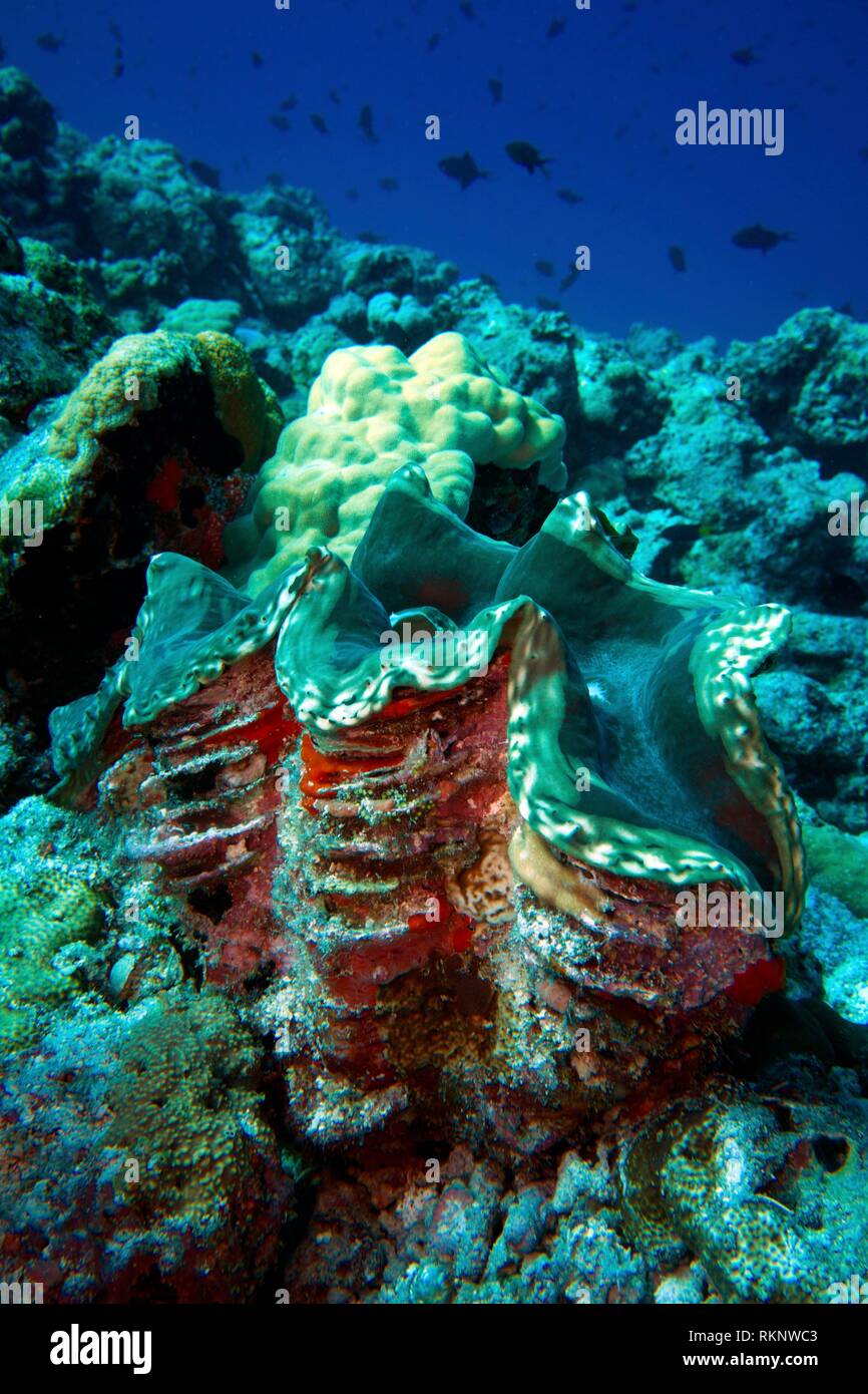 Large Giant Clam High Resolution Stock Photography and Images - Alamy