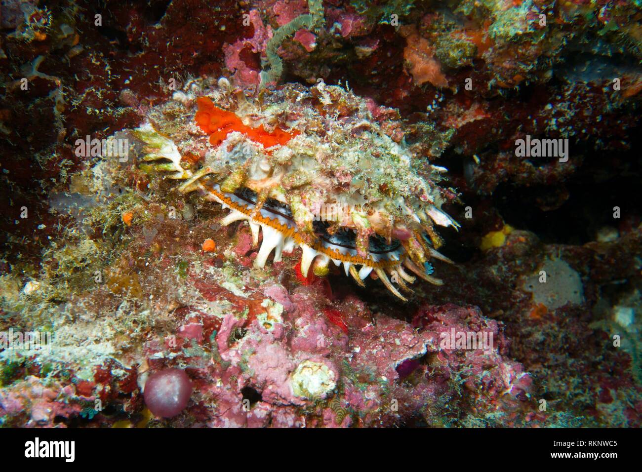 Spondylus High Resolution Stock Photography and Images - Alamy