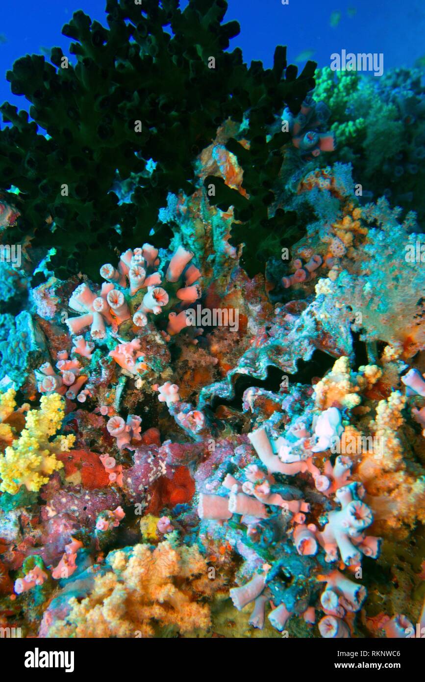 Colorful coral day hi-res stock photography and images - Alamy