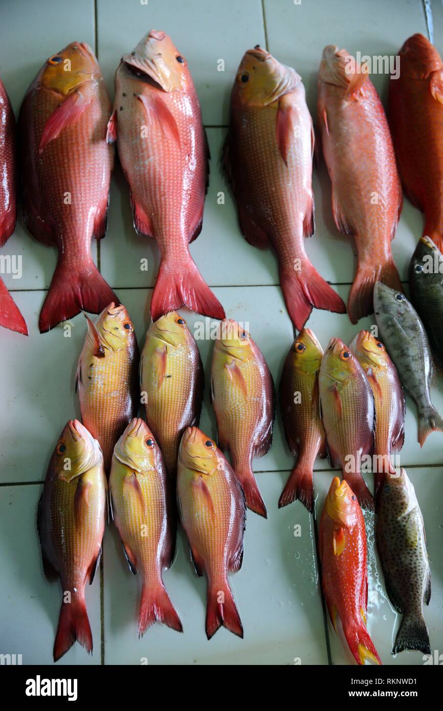 Red fish for sale in the fish market hi-res stock photography and ...