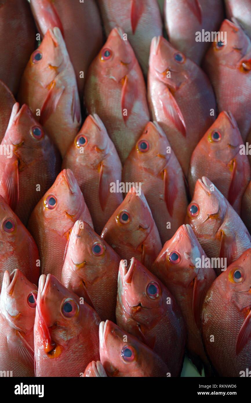 Red snapper head hi-res stock photography and images - Alamy