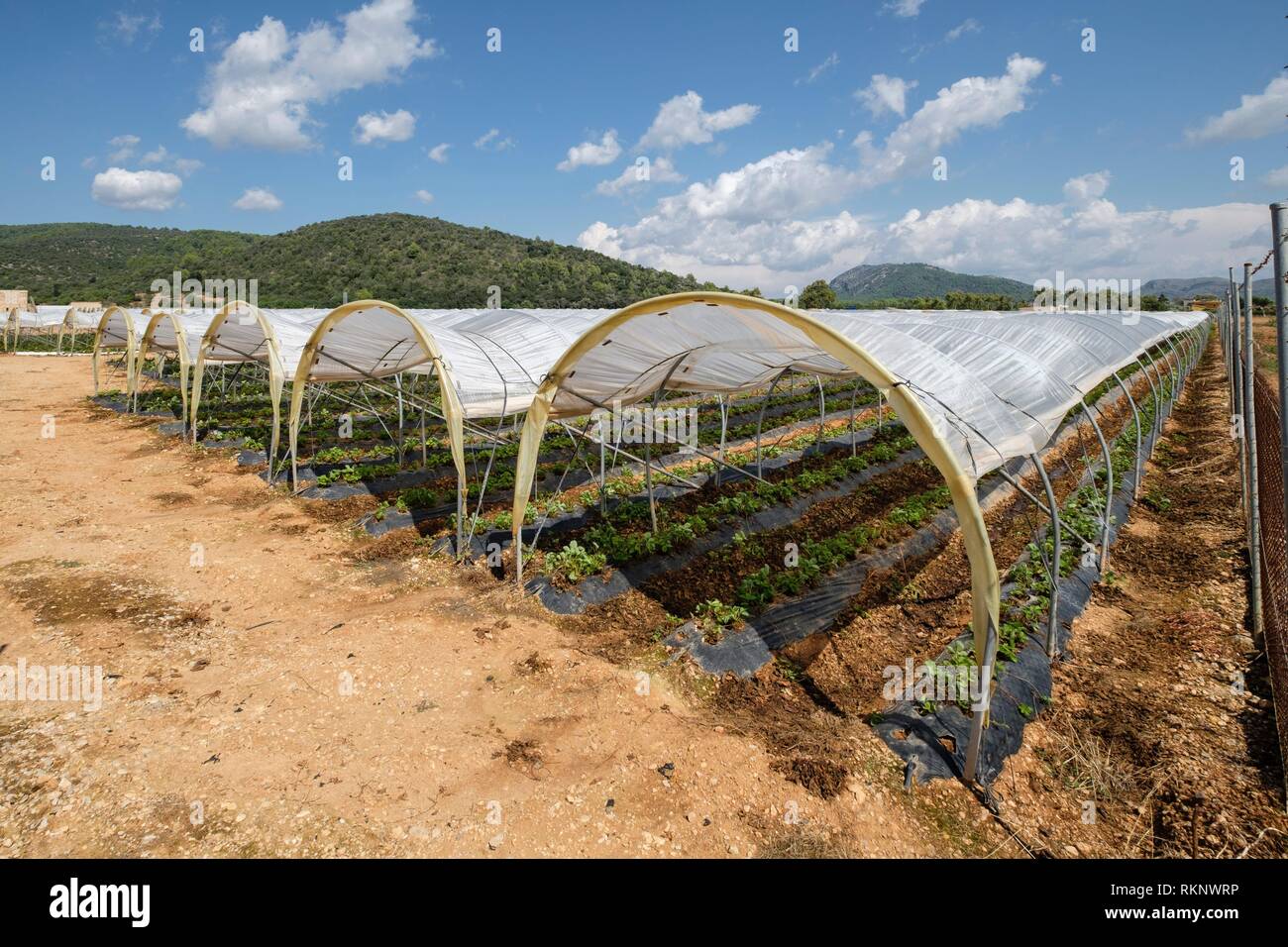 Sa pobla mallorca hi-res stock photography and images - Alamy