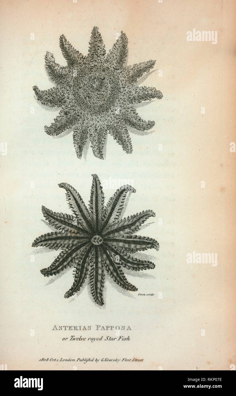 Royal starfish hi-res stock photography and images - Alamy