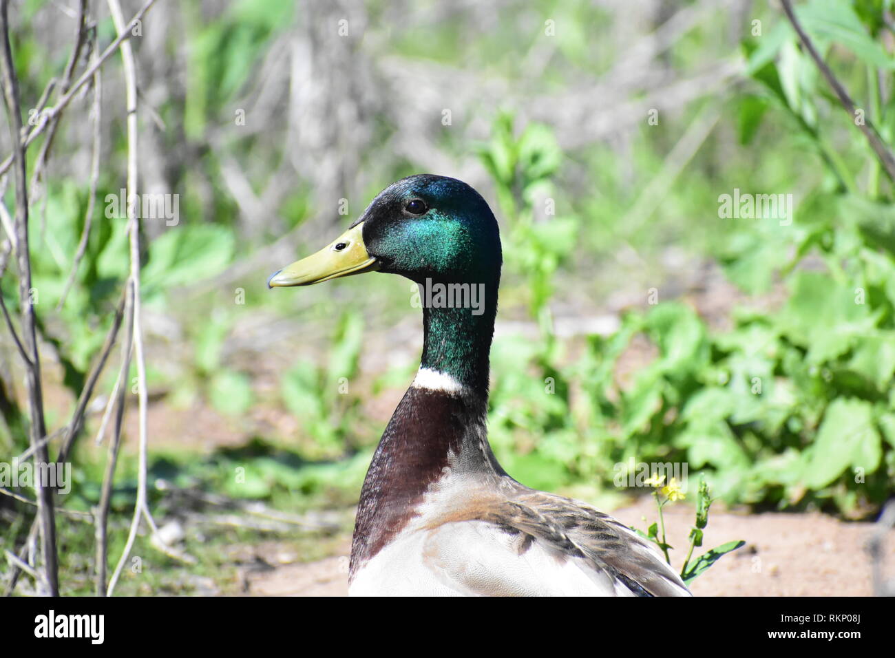Posing duck hi-res stock photography and images - Alamy