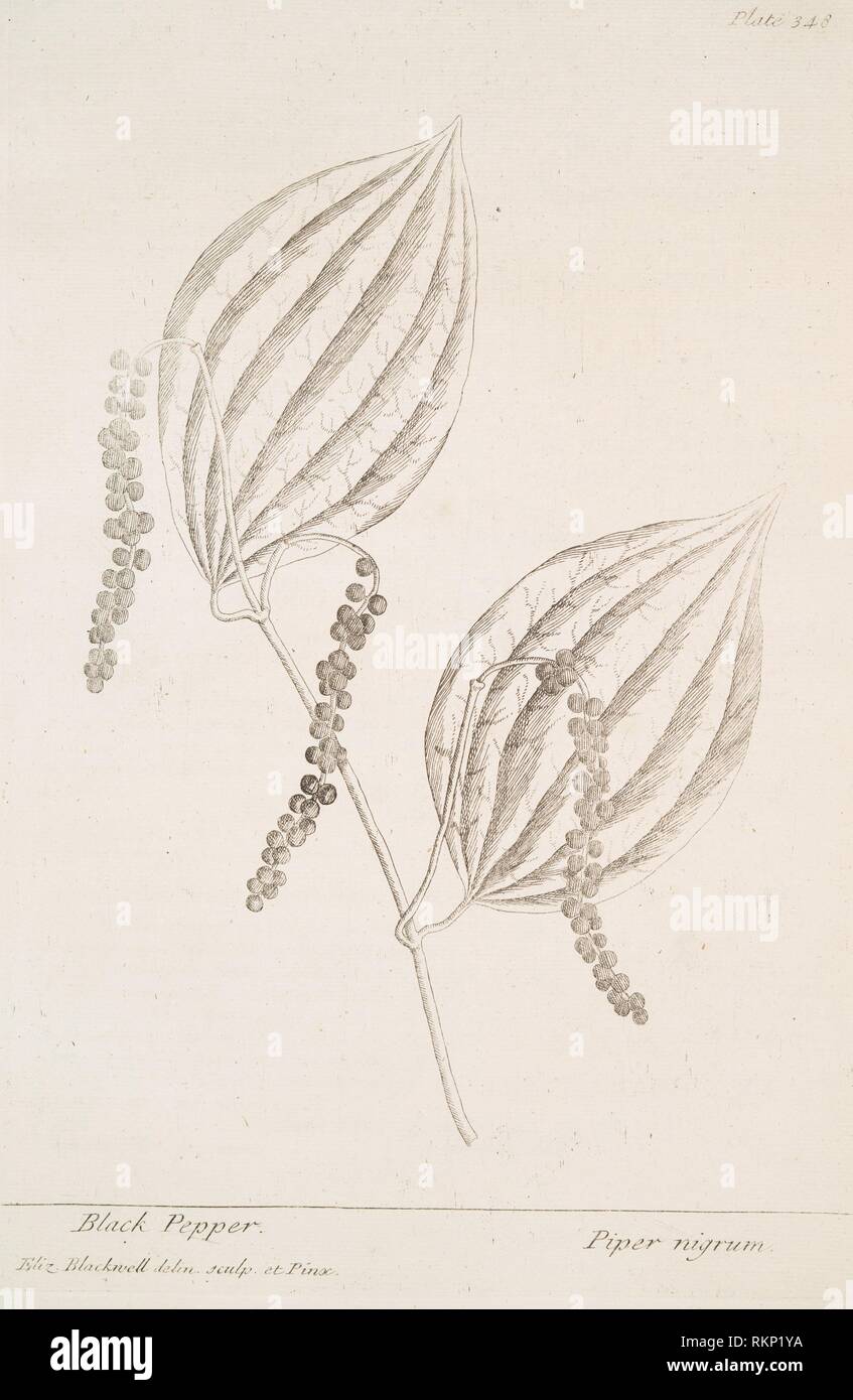Black pepper. Additional title: Piper nigrum. Blackwell, Elizabeth ...