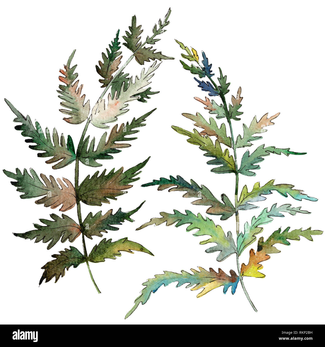 Fern Green leaf. Plant botanical garden floral foliage. Watercolor ...