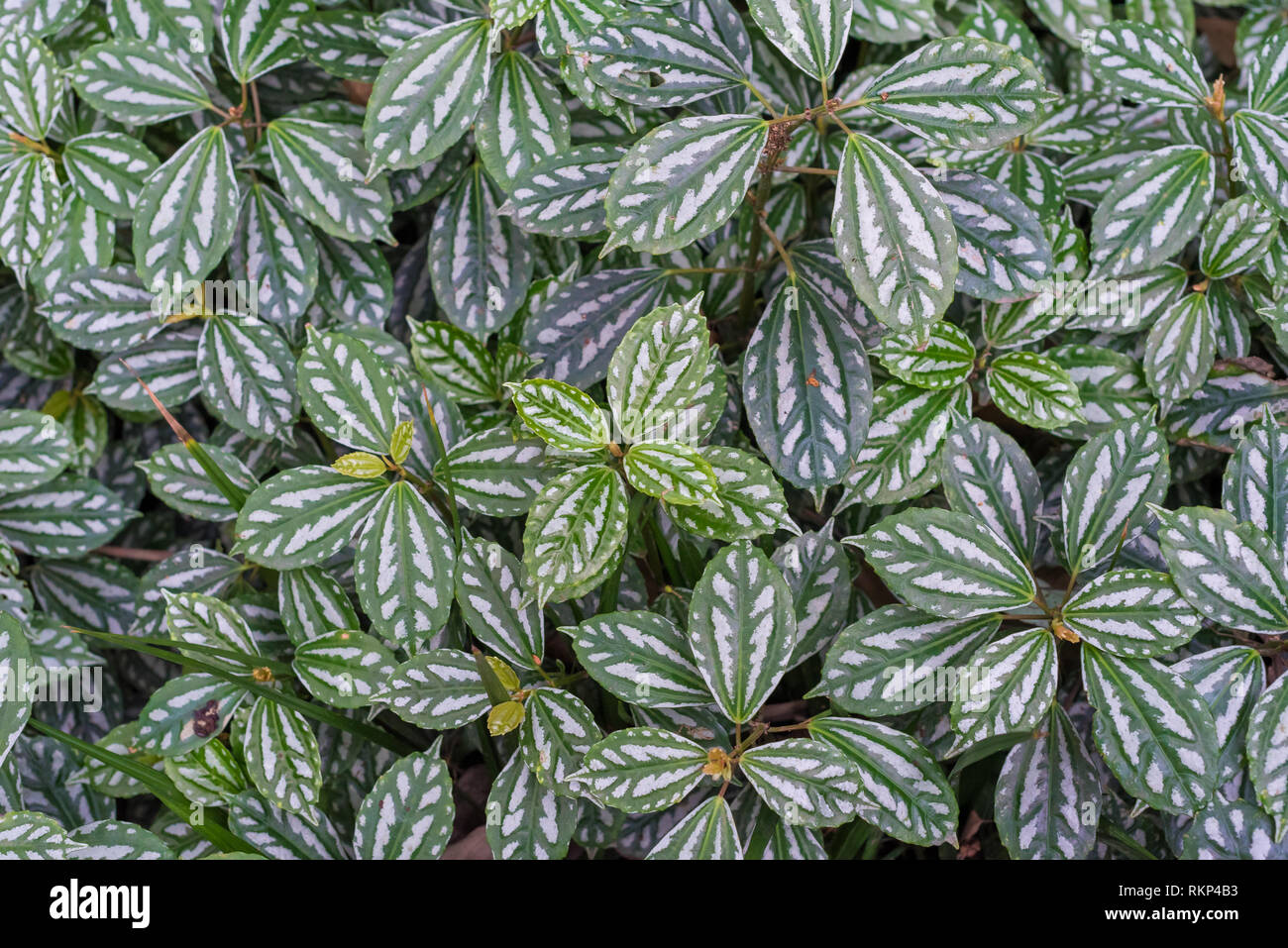Pilea hi-res stock photography and images - Alamy