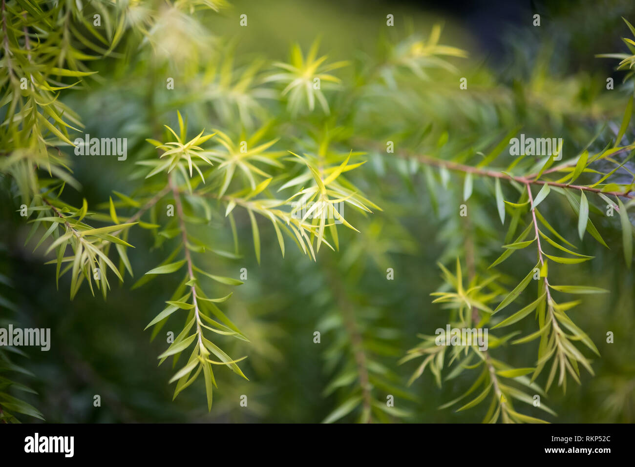 Melaleuca bracteata- white cloud tree close-up view in Chengdu, Sichuan ...
