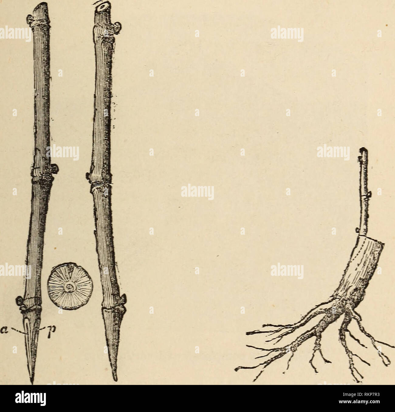 . The art of grafting and budding. Grafting. GrKAPTDsG AND BUDDING. 127 ...