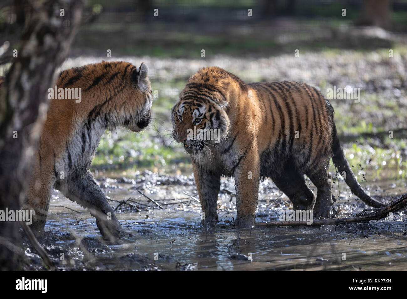 Siberian Tiger in the jungle Stock Photo - Alamy