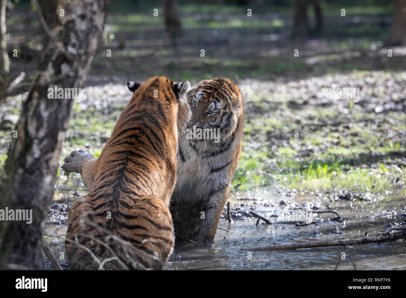 Siberian Tiger in the jungle Stock Photo - Alamy