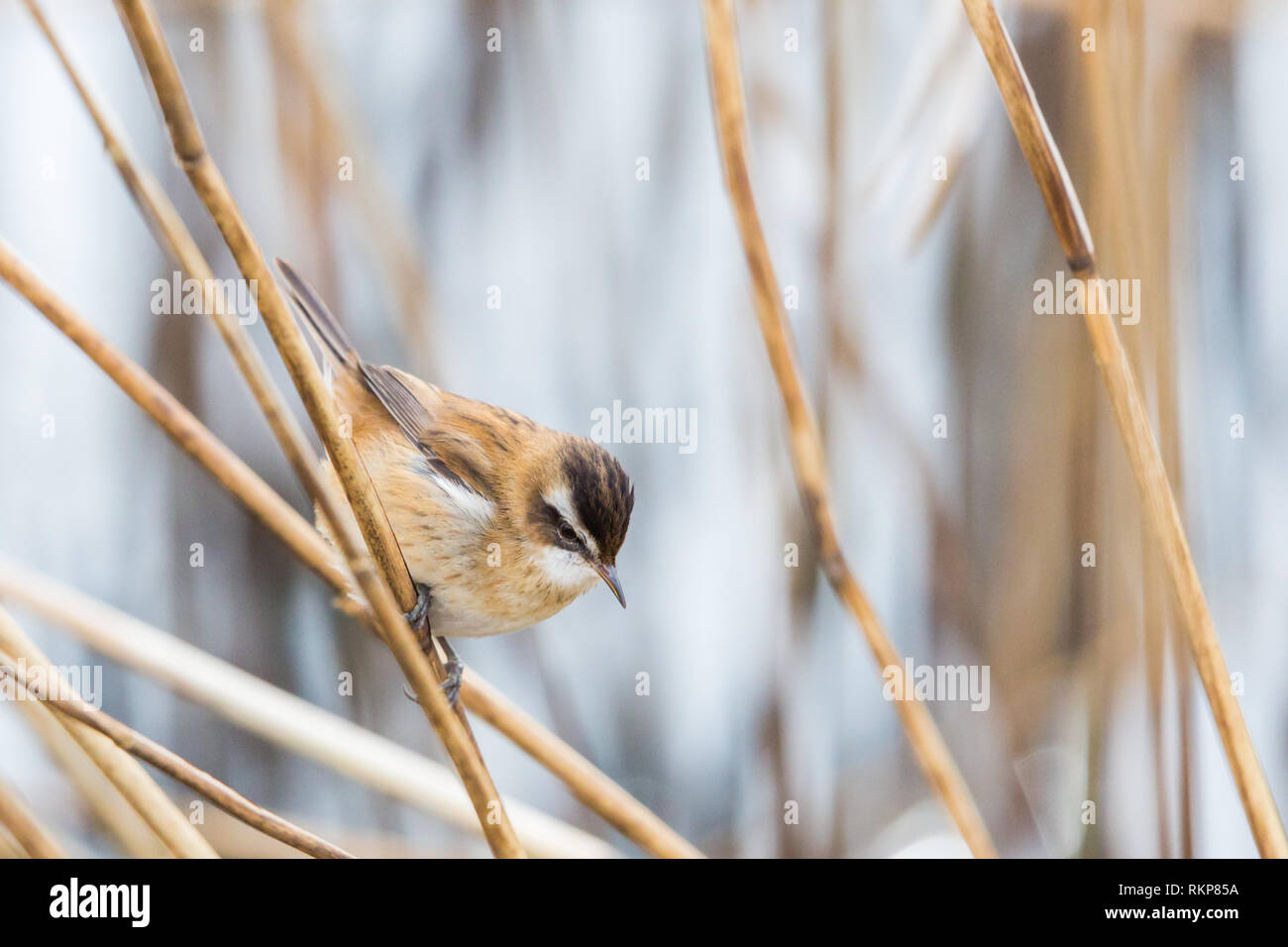 Reed stalk hi-res stock photography and images - Alamy