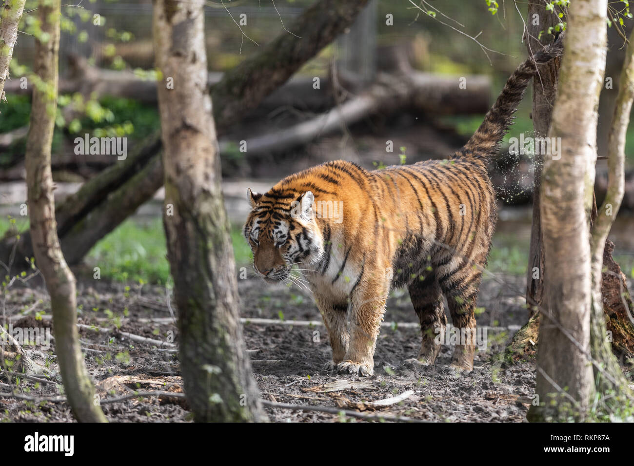 Siberian Tiger in the jungle Stock Photo - Alamy