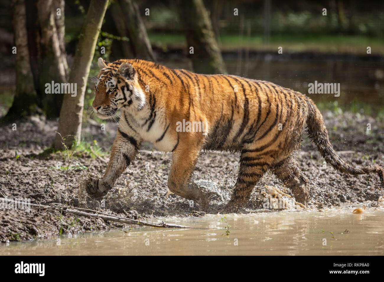 Siberian Tiger in the jungle Stock Photo - Alamy