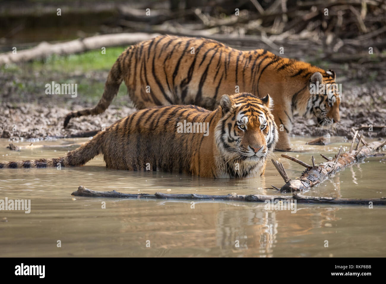 Siberian Tiger in the jungle Stock Photo - Alamy