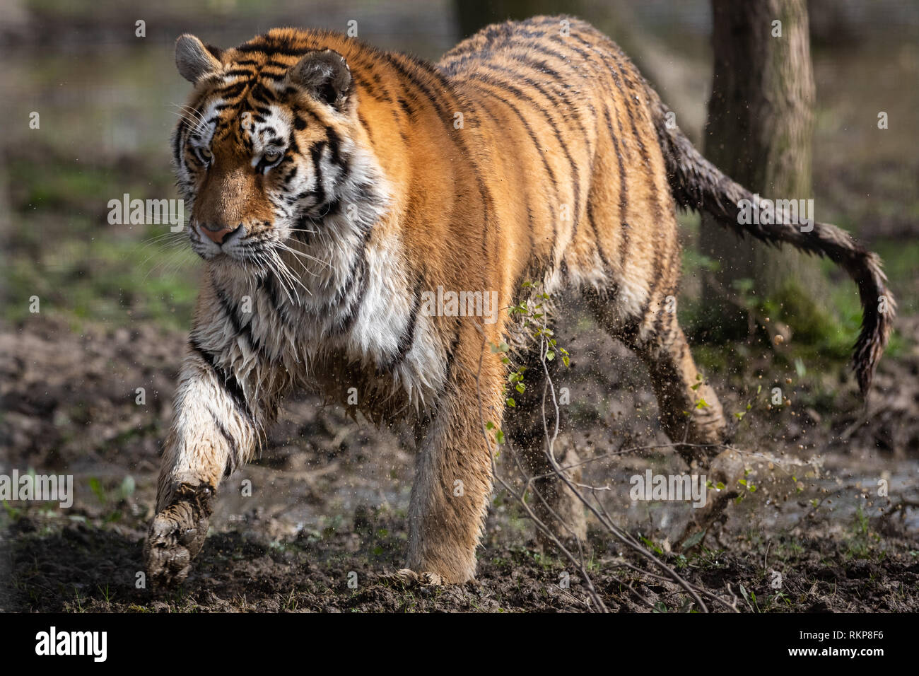 Siberian Tiger in the jungle Stock Photo - Alamy