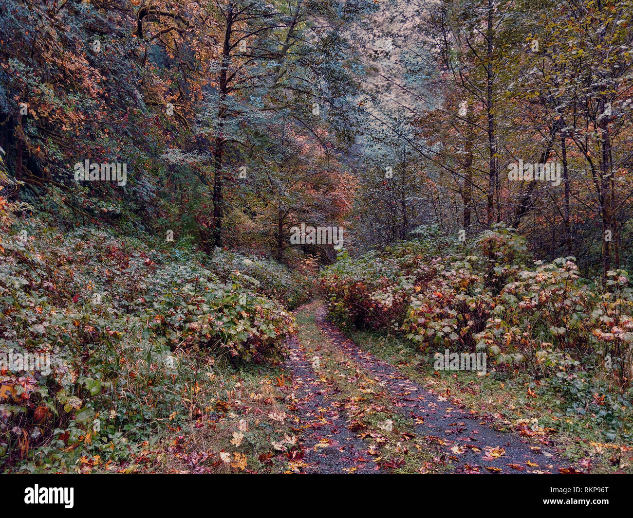 A small path in a colorful, impressionistic misty forest in western ...