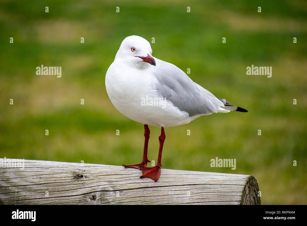 Laridae order lari hi-res stock photography and images - Alamy