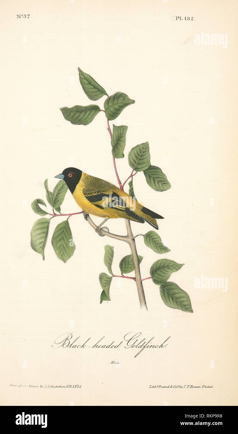 Goldfinch drawing hi-res stock photography and images - Alamy