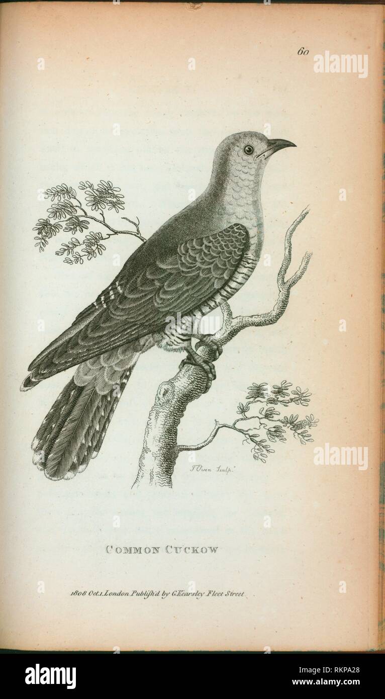 Cuckow hi-res stock photography and images - Alamy