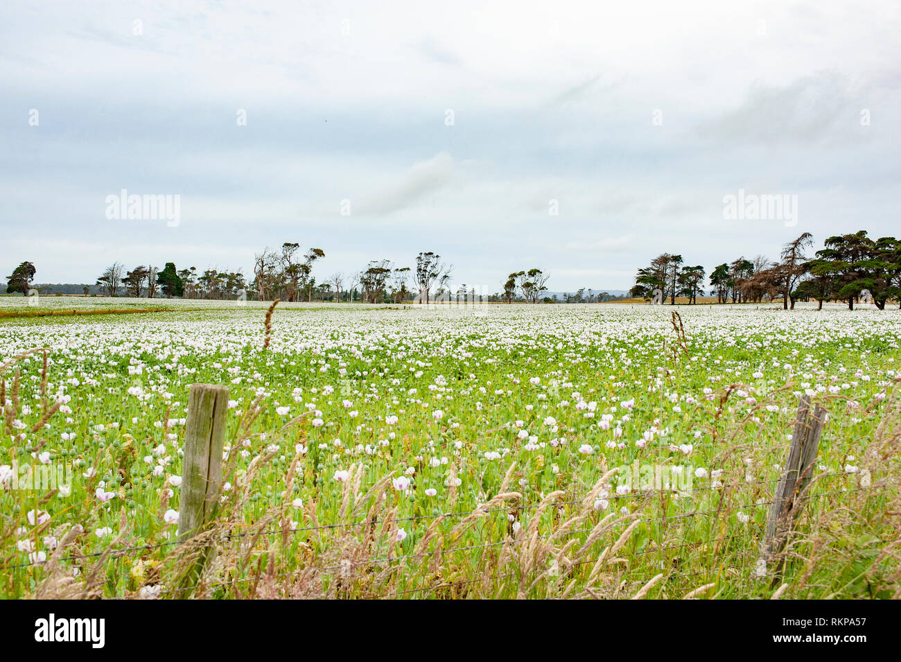Poppy tasmania hi-res stock photography and images - Alamy
