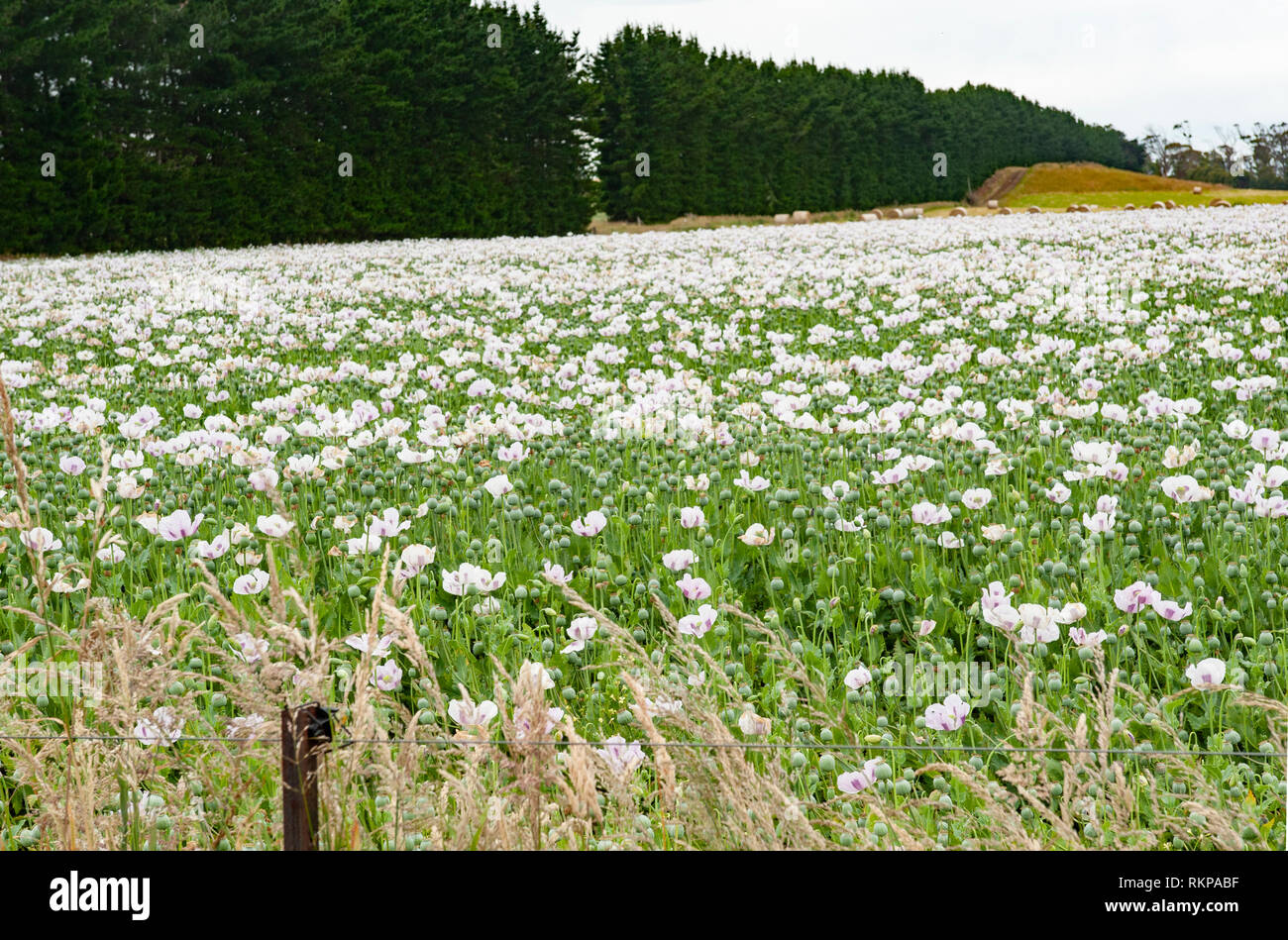 poppy fields, Tasmania, Australia Stock Photo - Alamy