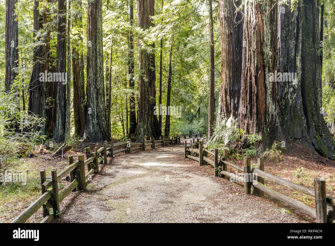Coast redwoods hi-res stock photography and images - Alamy