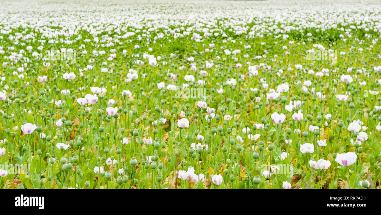 poppy fields, Tasmania, Australia Stock Photo - Alamy